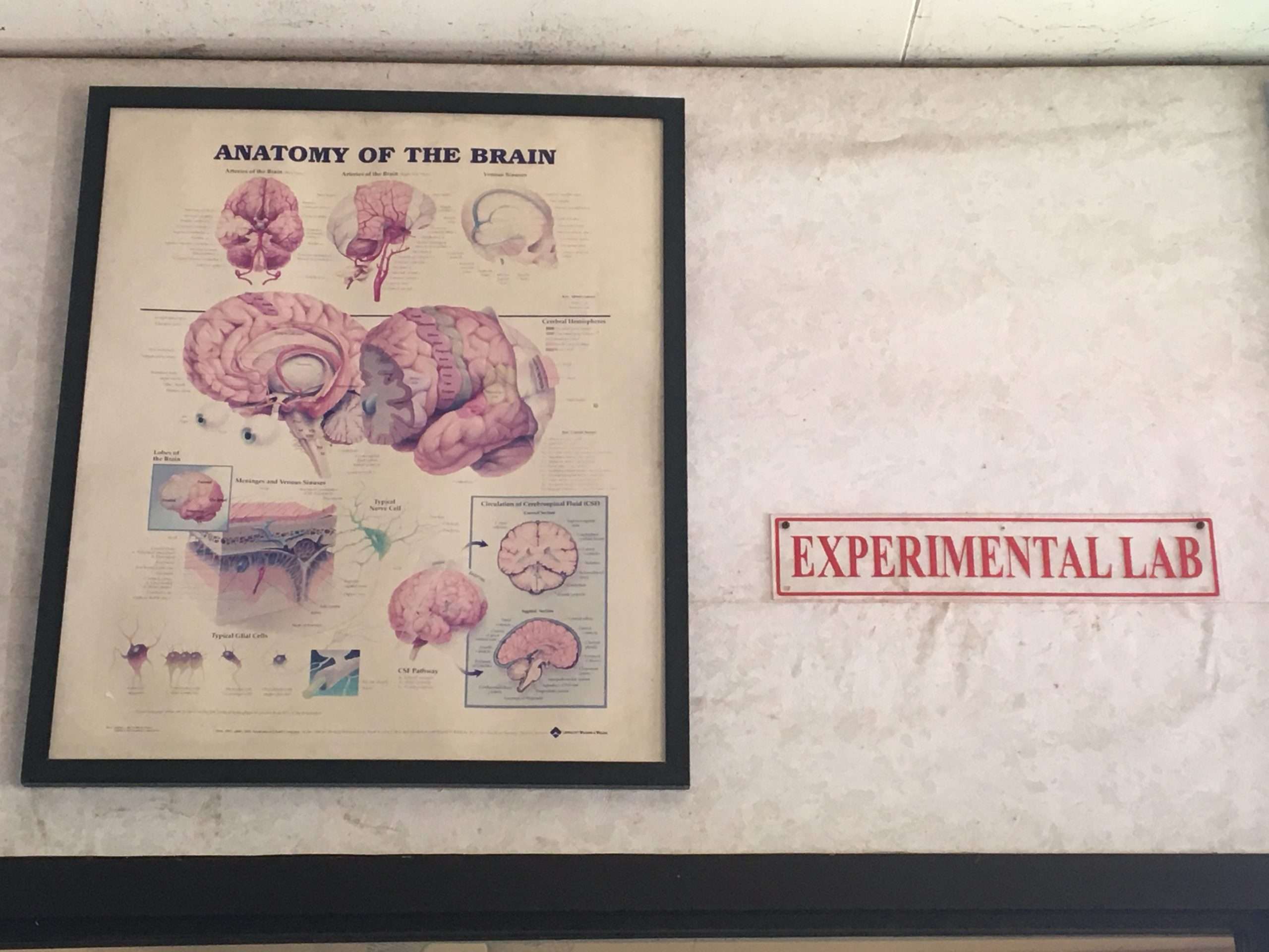 PsychLab2 – Batangas State University, The National Engineering University